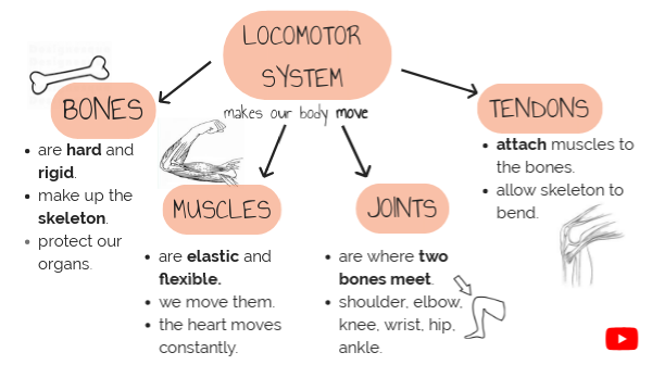 Locomotor system