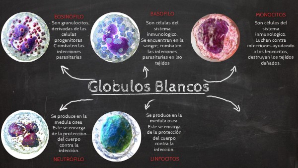 Globulo Blancos