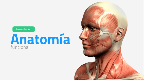 anatomia