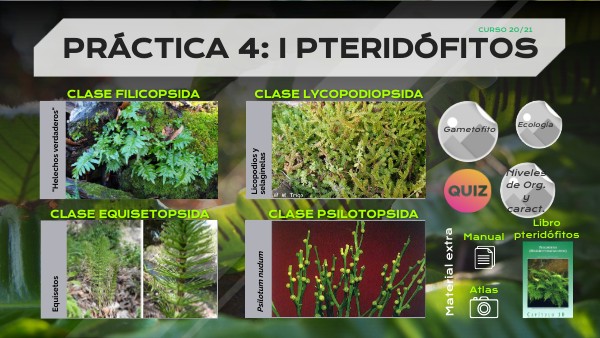 PRÁCTICA PTERIDOFITOS