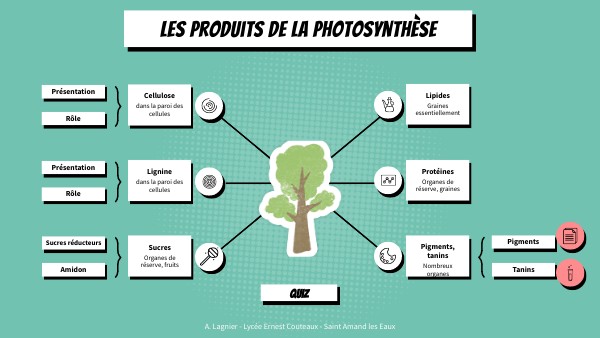 Les produits de la photosynthèse