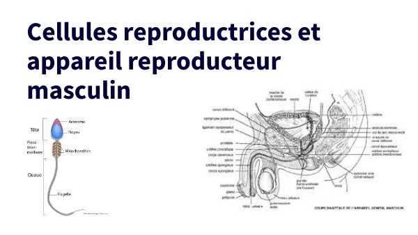 appareil reproducteur masculin