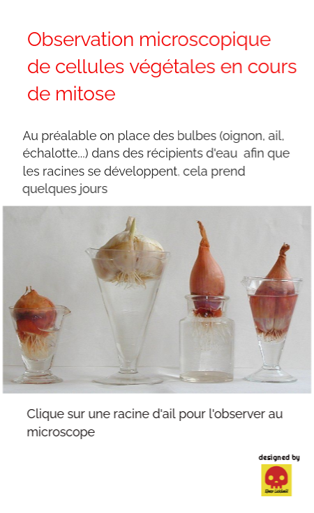 Mitose au microscope