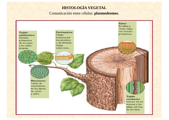 Los-tejidos-vegetales