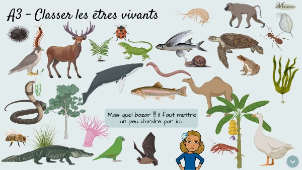 A3 - Classer les êtres vivants