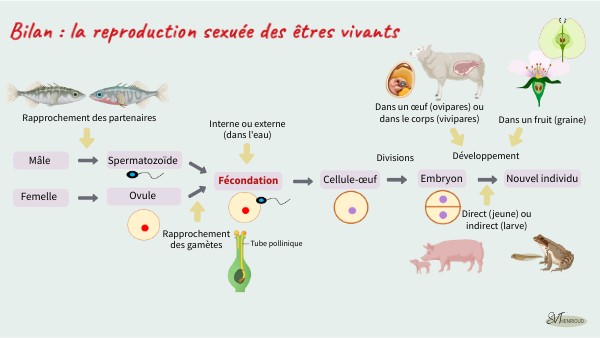 Bilan - La reproduction sexuée