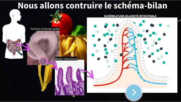 5° C3 schéma bilan digestion