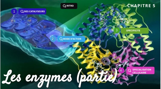 Définition Enzyme Svt _ Les Enzymes Première Spé Svt – TZXPTR