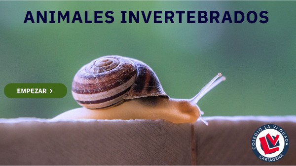 ANIMALES INVERTEBRADOS