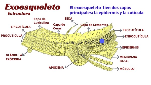 EXOESQUELETO INTERACTIVO
