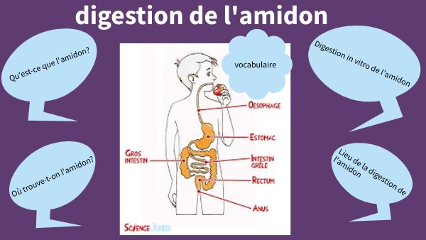 Digestion amidon