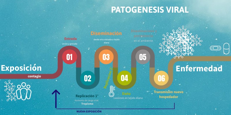 VIRUS_ ETAPAS PATOGENESIS