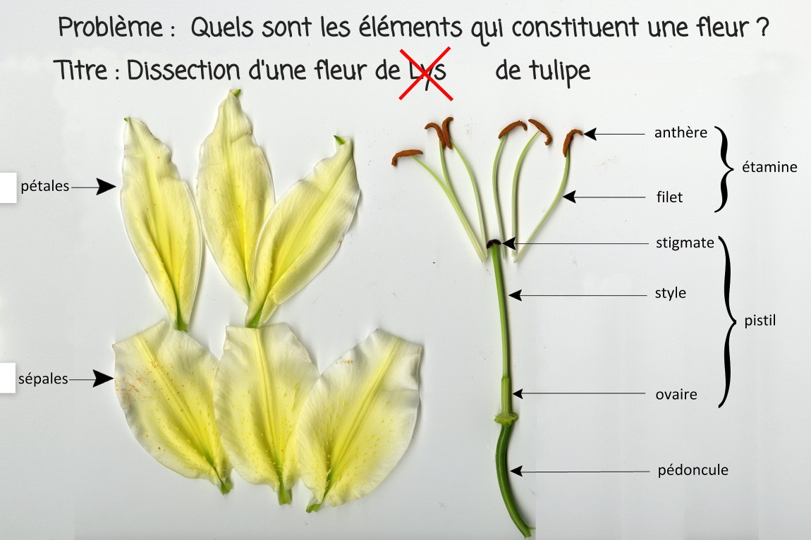 Présenter dissection fleur