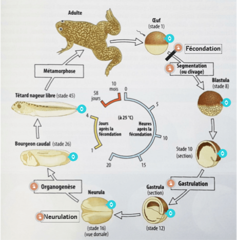 Développement Xénope