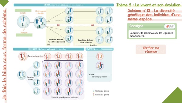 Schéma D’Interprétation Svt | Fiche Méthode Svt Pdf – JTCP