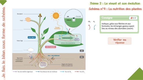 SVT Cycle 4 - Schéma 9