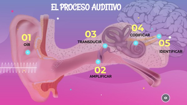 El proceso auditivo