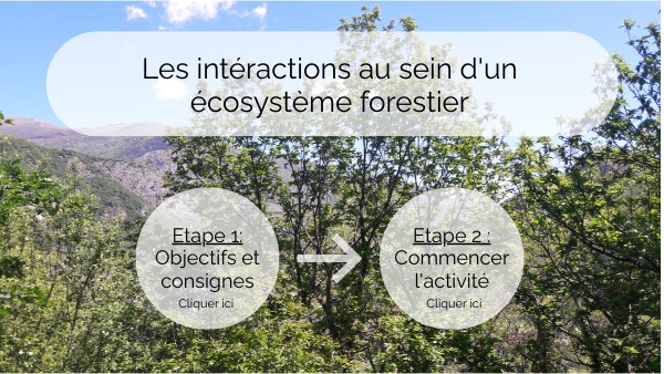 Sols Forestiers Et Montagneux