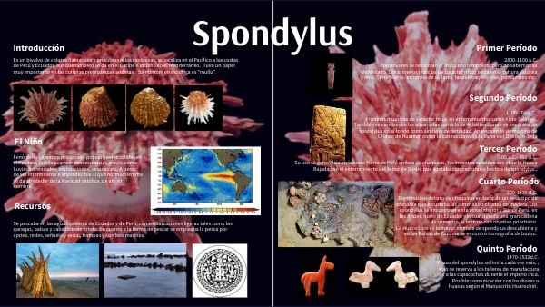 Spondylus