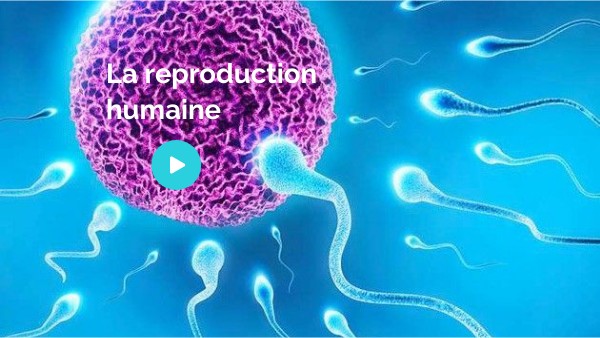 4ème Reproduction humaine copie copie copie