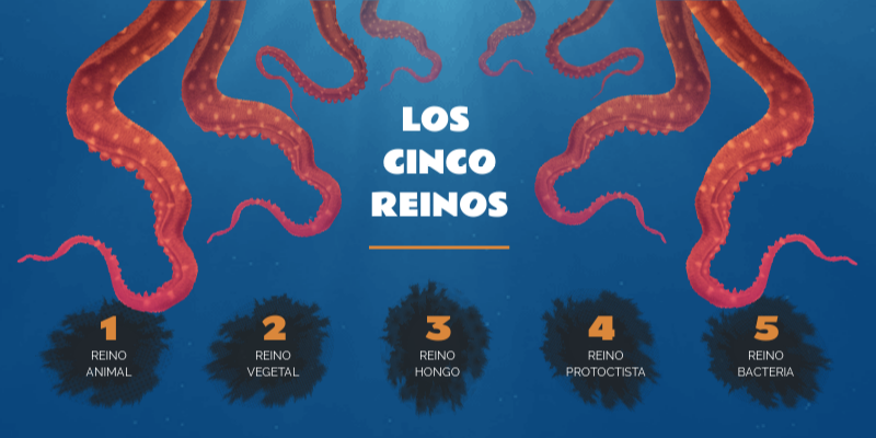 LOS CINCO REINOS