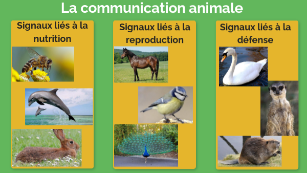 Activité 3 - La communication animale