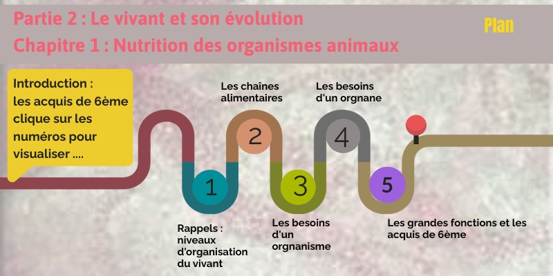 Le vivant : Nutrition des animaux