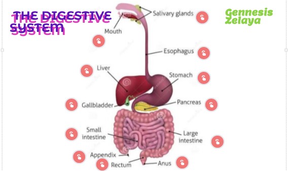 The Digestive System