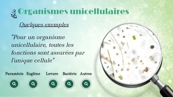 Organismes Unicellulaires Paramécie