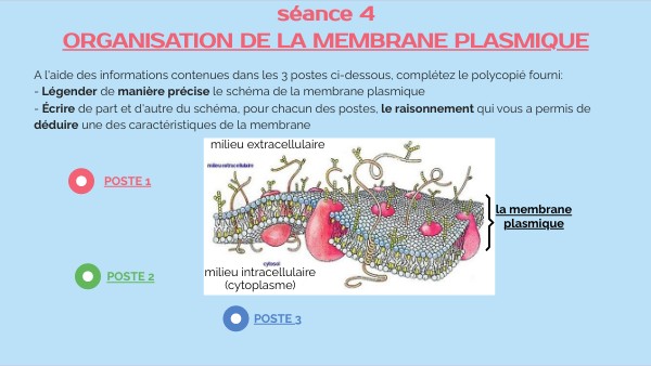 séance 4 la membrane plasmique