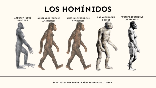 Los homínidos