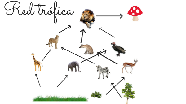red trofica