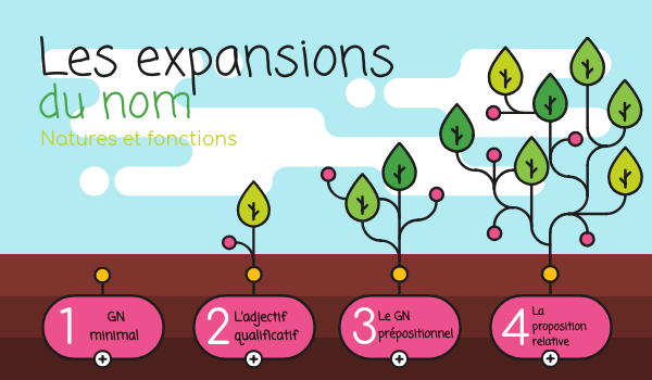 Les expansions du nom