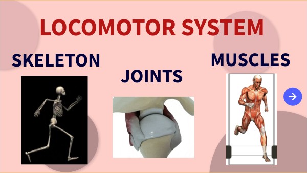 LOCOMOTOR SYSTEM