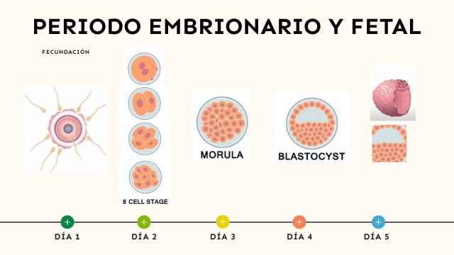 Línea de tiempo periodo embrionario y fetal
