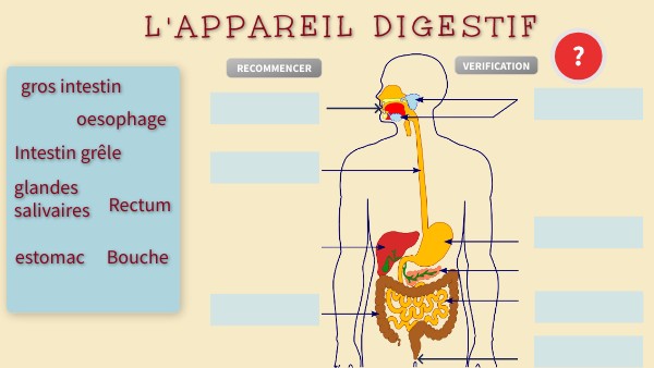 Fonctionnement de l'appareil digestif-Cycle 4-5ème