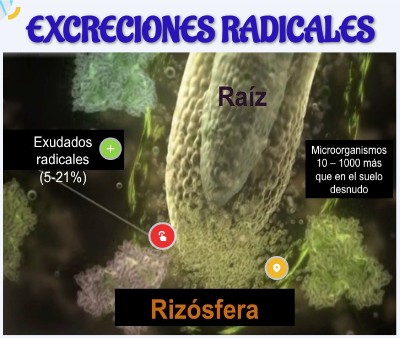 Exudados-radicales