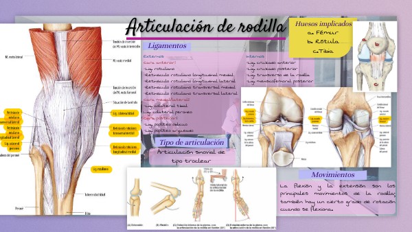 Articulación de rodilla