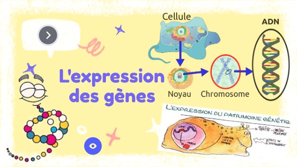 expression des genes