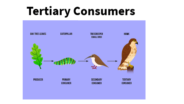 THE Tertiary consumers