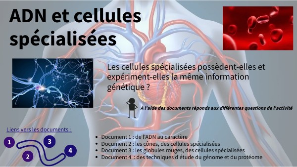 ADN et cellules spécialisées