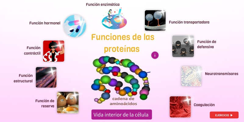 FUNCIONES DE LAS PROTEÍNAS by inestabuenca on Genially