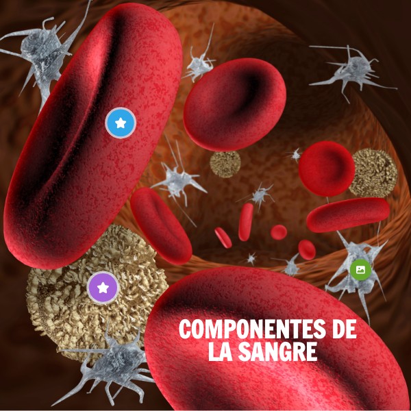 Componentes de la sangre