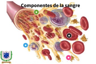COMPONENTES DE LA SANGRE