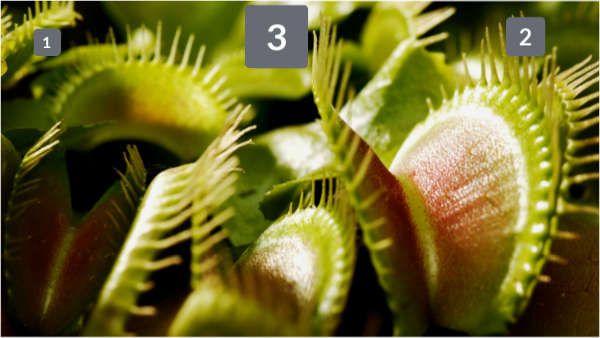 Venus Flytrap Facts venus-flytrap-facts