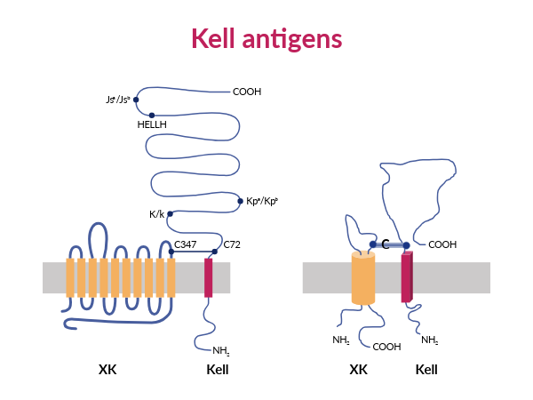 Kell antigens Ver.1