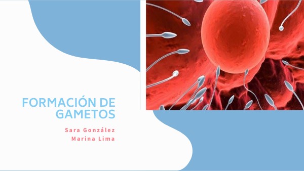 PRESENTACIÓN FORMACIÓN GAMETOS