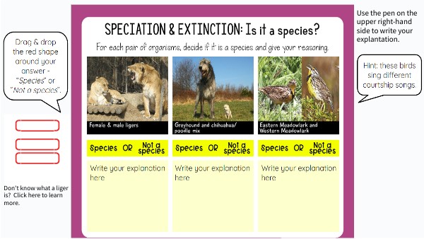 What is a species?