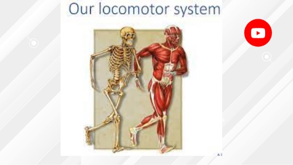 LOCOMOTOR SYSTEM