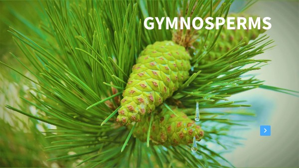 Gymnosperms